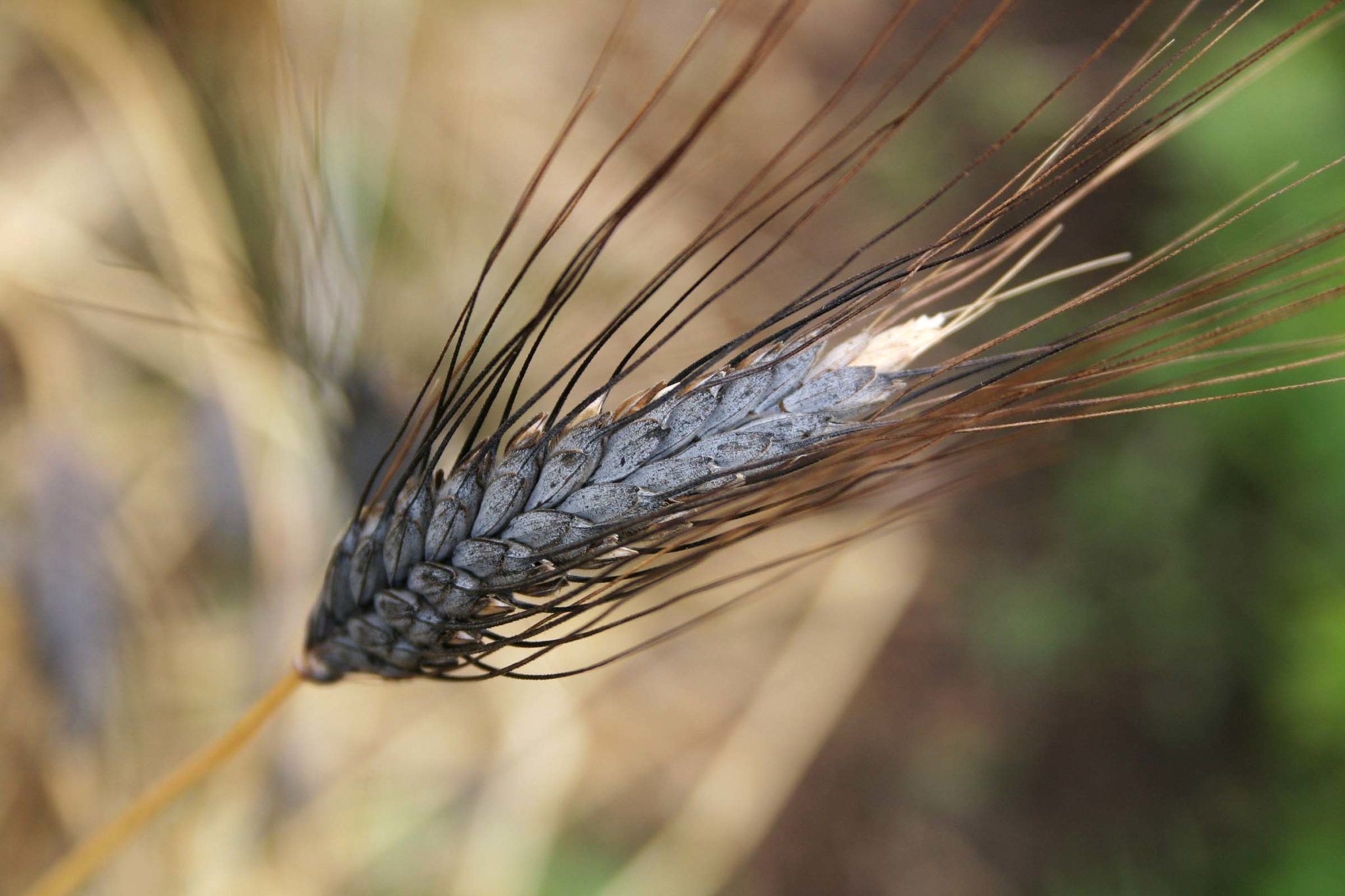 Expository Sermon on Luke 22:31-34 Satan Wants to Sift Peter Like Wheat