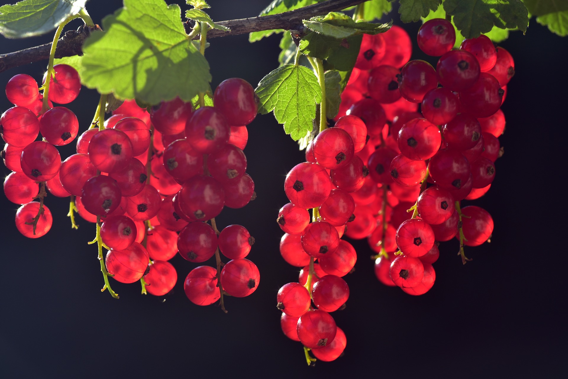 Expository Sermon On Luke 3 7 14 Bearing The Fruit Of True Repentance expository-sermon-on-luke-3-7-14-bearing-the-fruit-of-true-repentance